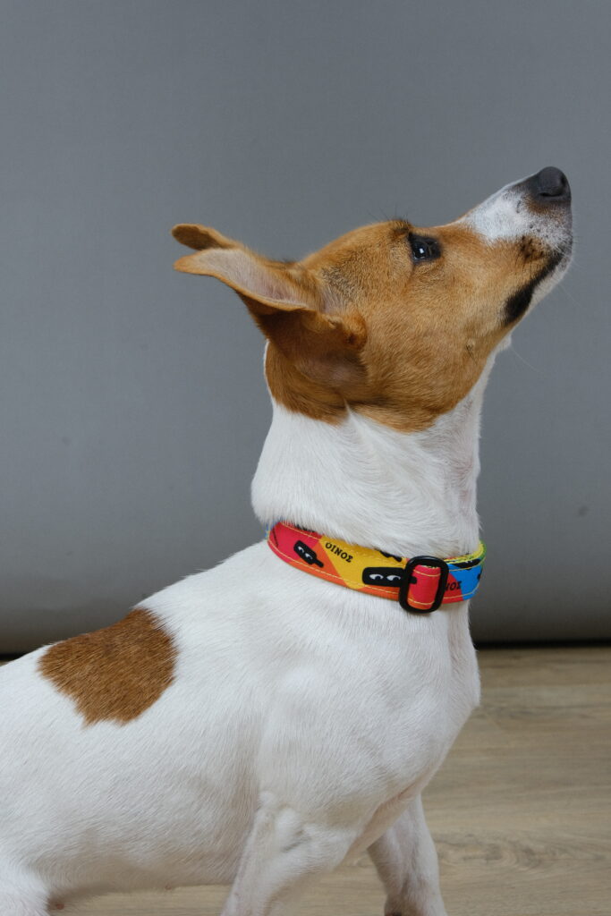 OENOVATED x WILD BARKS dog collar – OENOVATED